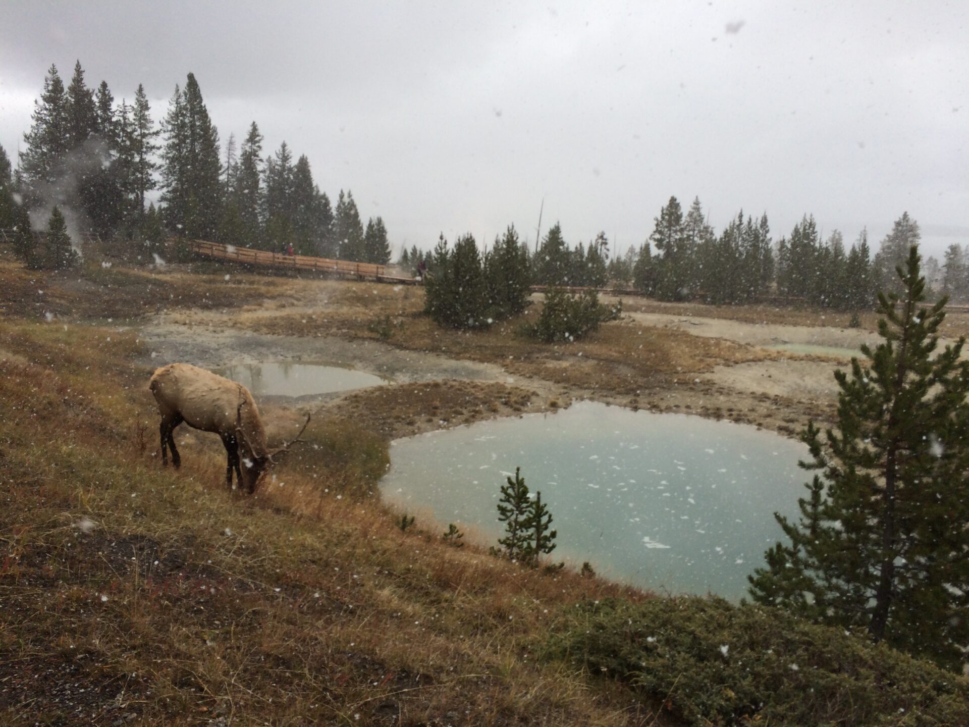 A Family Visit to Yellowstone National Park | Visiting Yellowstone with ...