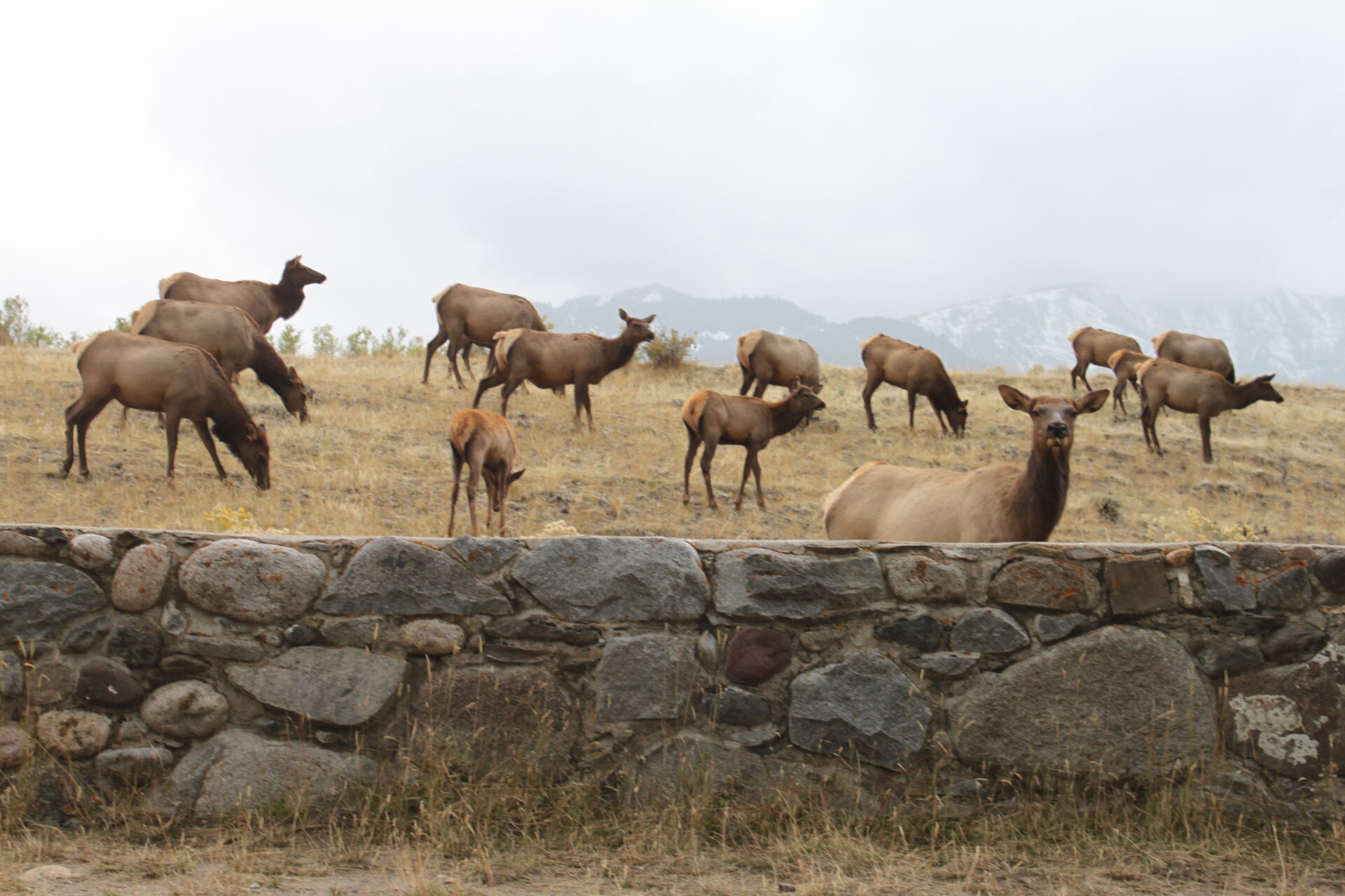 A Family Visit to Yellowstone National Park | Visiting Yellowstone with ...